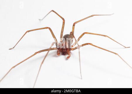 Male Brown Recluse Spider - poisonous arachnid Stock Photo - Alamy