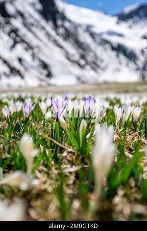 Many lilac crocuses, Crocus, in spring, Bavaria, Germany Stock Photo ...