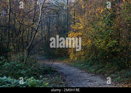 France, Ste Foy les Lyon, 2022-12-05. A yellow leaf hanging on a branch ...