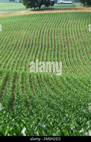 Large corn field in Virginia, USA Stock Photo - Alamy