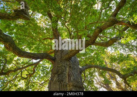 Oak Tree, Richmond Park, London, England ,UK Stock Photo - Alamy
