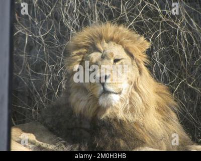 Single adult lion in Dortmund zoo Stock Photo - Alamy