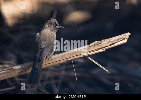 Common bulbul, Pycnonotus barbatus, Mrocco Stock Photo - Alamy