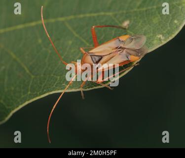 Plant Bug (Megacoelum infusum) at rest on oak leaf. Tipperary, Ireland ...