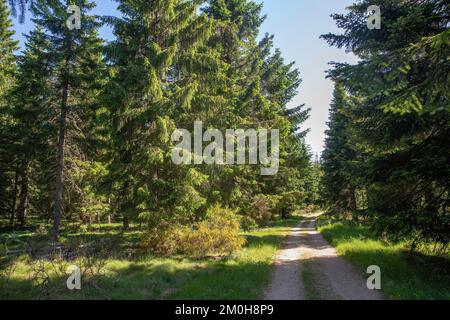 France, Lozere, Langogne, Mercoire forest Stock Photo - Alamy