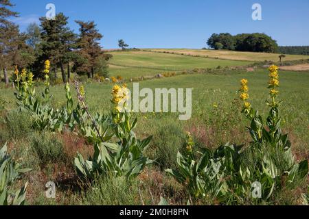 France, Lozere, Langogne, Mercoire forest Stock Photo - Alamy