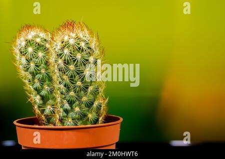 small decorative cacti with long colorful spikes on a dynamic colorful ...