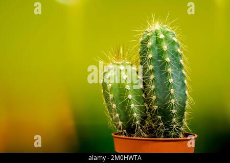 small decorative cacti with long colorful spines on a dynamic colorful ...