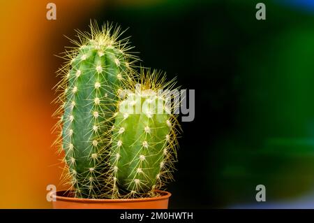 small decorative cacti with long colorful spines on a dynamic colorful ...