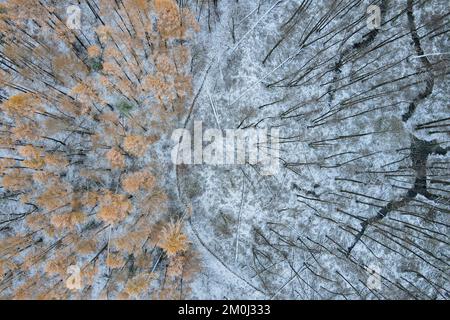 Treplin, Germany. 03rd Dec, 2022. A little snow lies in a forest, while ...