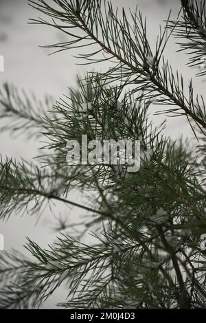 Beautiful Christmas composition on color background Stock Photo - Alamy