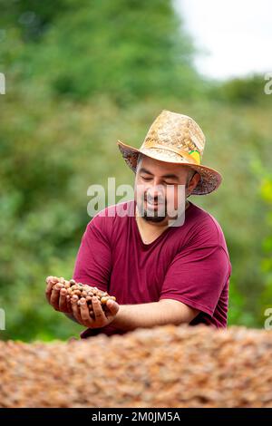 Hazelnuts collected during the hazelnut harvest and the farmer Stock ...