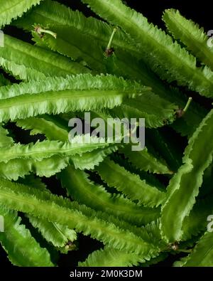 pile of winged beans, also known as cigarillas, manila or four-angled ...
