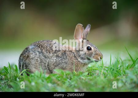 Grey small hare eating grass on summer field. Wild rabbit in nature ...