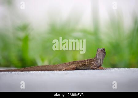 Macro closeup of blown alone lizard warming on summer sun. Anolis ...