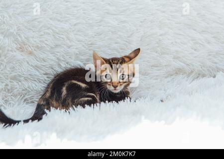 Little marble bengal kitten on the white fury blanket Stock Photo - Alamy
