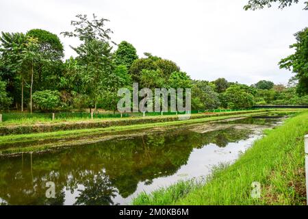 Parks in Singapore - Springleaf Nature Park Stock Photo - Alamy