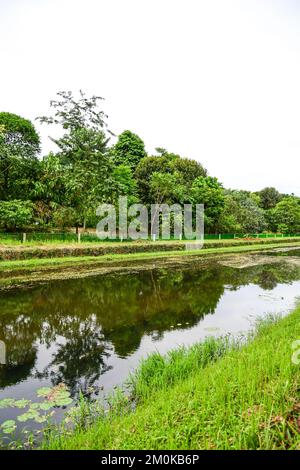 Parks in Singapore - Springleaf Nature Park Stock Photo - Alamy