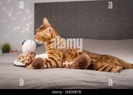 A bengal cat in love licks or kisses and hugs a toy leopard at home ...