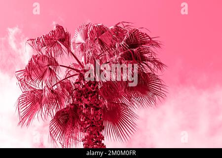 Viva Magenta beautiful view of plant in monochrome color. Forest Viva ...