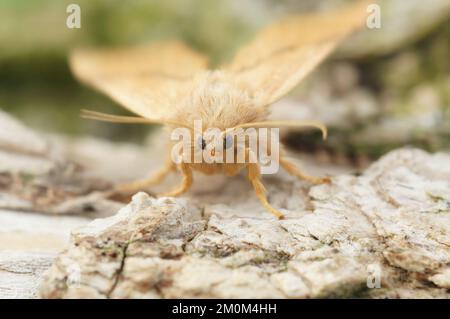 A macro shot of festoon moth (apoda limacodes Stock Photo - Alamy