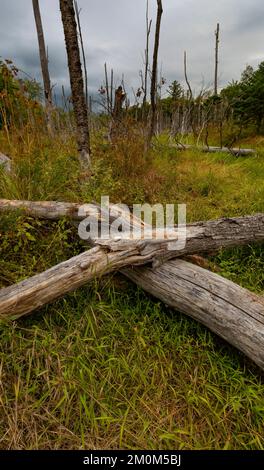 Dead trees in a Maine bog in early fall Stock Photo - Alamy