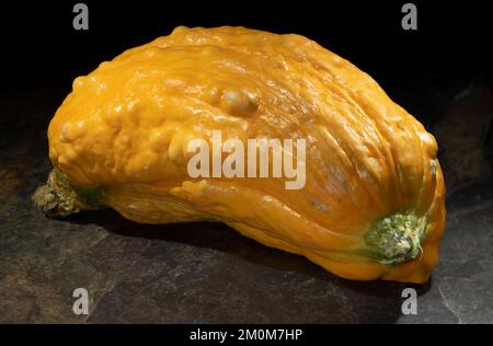 Short and fat yellow squash on a beige colored tile Stock Photo - Alamy