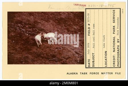 Full curl Dall rams. Alaska Task Force Photographs Stock Photo - Alamy