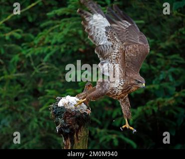 Female buzzard at a woodland feeding site Stock Photo - Alamy