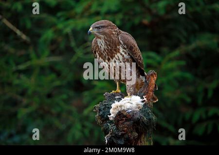 Female buzzard at a woodland feeding site Stock Photo - Alamy