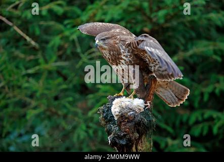 Female buzzard at a woodland feeding site Stock Photo - Alamy