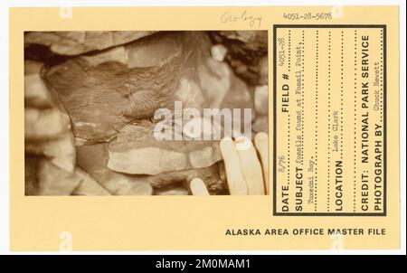 Fossils at Fossil Point. Alaska Task Force Photographs Stock Photo - Alamy