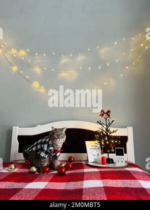 Merry christmas day 25 december eve event fairytale vibes. Sparkling ...