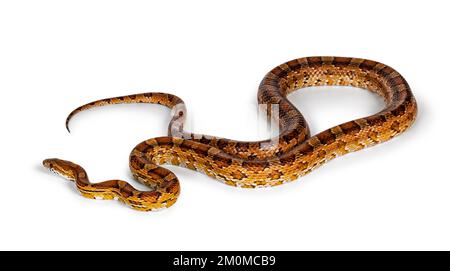 Full lenght shot of normal colored Corn Snake aka Red rat snake or ...