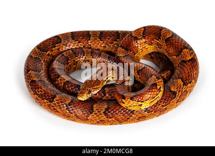 Full lenght shot of normal colored Corn Snake aka Red rat snake or ...