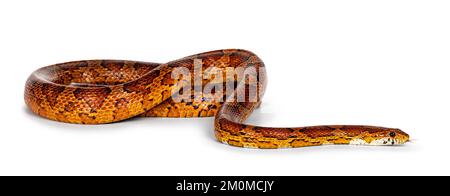 Full lenght shot of normal colored Corn Snake aka Red rat snake or ...