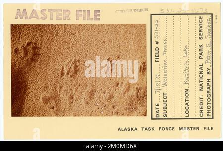 Wolverine tracks. Alaska Task Force Photographs Stock Photo - Alamy