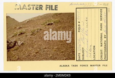 Plant on ash. Alaska Task Force Photographs Stock Photo - Alamy