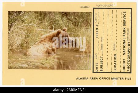Brown bear. Alaska Task Force Photographs Stock Photo - Alamy