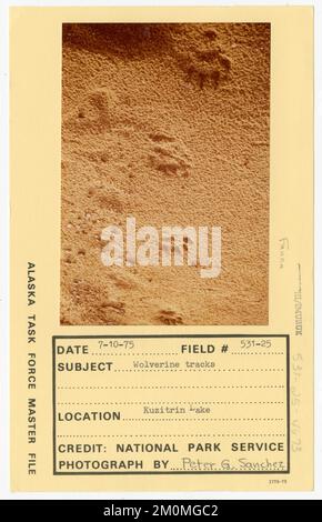 Wolverine tracks. Alaska Task Force Photographs Stock Photo - Alamy
