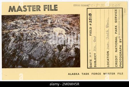 Mountain goat. Alaska Task Force Photographs Stock Photo - Alamy