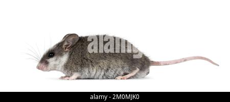 Cute grey mouse with white spots on head, standing side ways with one ...