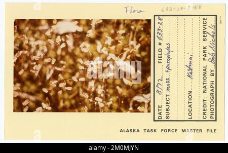 Moss sporophytes. Alaska Task Force Photographs Stock Photo - Alamy