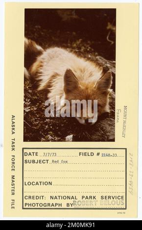 Red fox. Alaska Task Force Photographs Stock Photo - Alamy
