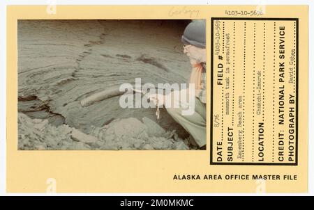 Mammoth tusk in permafrost, Espenberg Beach area. Alaska Task Force ...