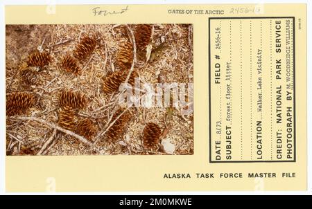 Forest floor litter. Alaska Task Force Photographs Stock Photo - Alamy