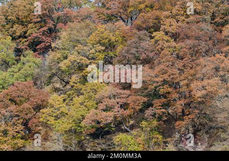 Broadleaf forest in autumn. Nikko National Park. Tochigi Prefecture ...
