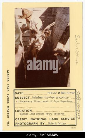 Reindeer round-up operation at Espenberg River, west of Cape Espenberg ...