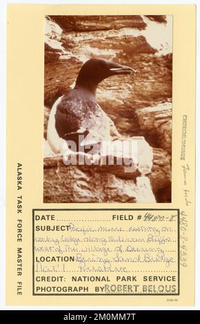 Pacific murres nesting on rocky ledge along Sullivan Bluffs west of the ...