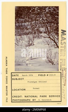 Willow. Alaska Task Force Photographs Stock Photo - Alamy